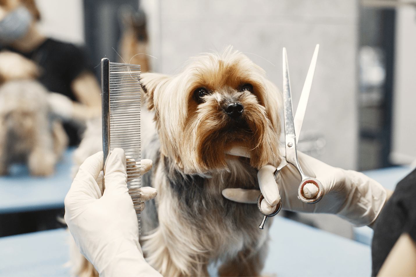 10 Tips On Dog Grooming At Home For Beginners 10 Tips On Dog Grooming At Home For Beginners